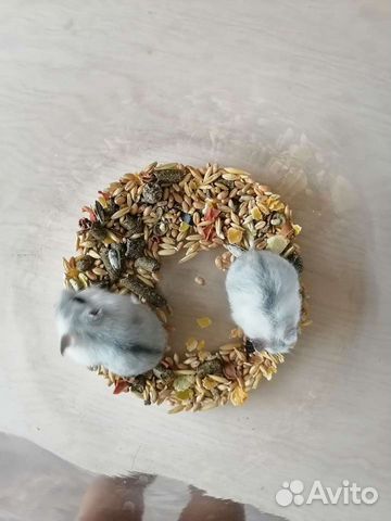 Джунгарские хомячки