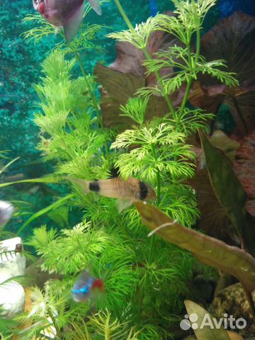 Аквариумные растения