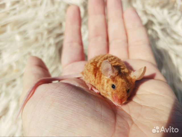 Декоративная мышь, красный рекс сатин