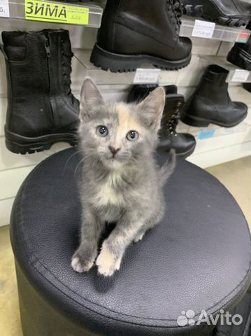 Котёнок в добрые руки