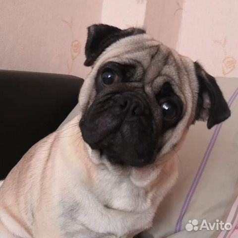 Мопс на вязку
