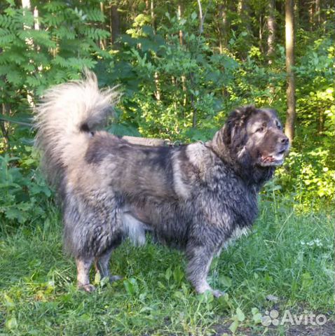 Шерсть Кавказской овчарки