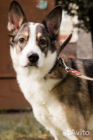 Фане нужен новый дом