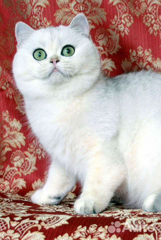 Британская