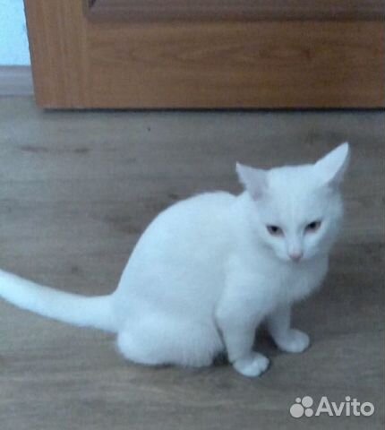 Кот-беляк нуждается в доброй семье