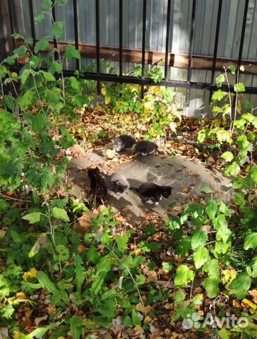 Крошки котята, малыши