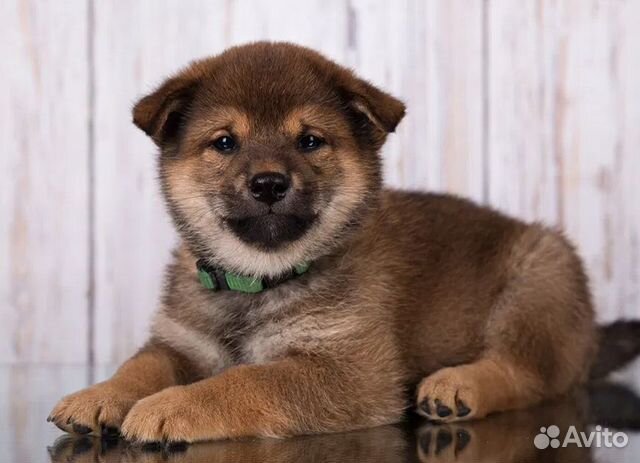 Шиба Ину (Сиба) шикарный щенок