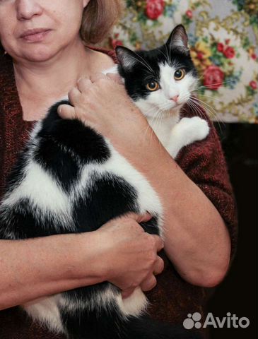 Кот Шерлок 1 год