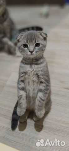 Вислоухий котенок