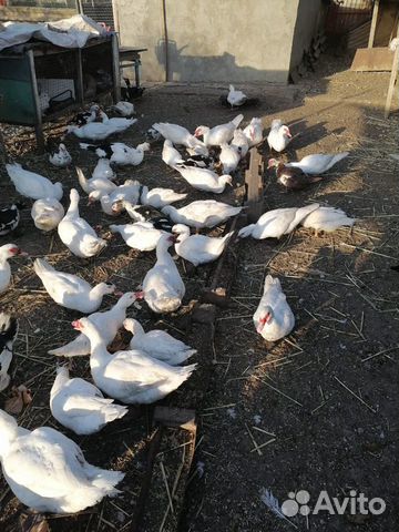 Утки