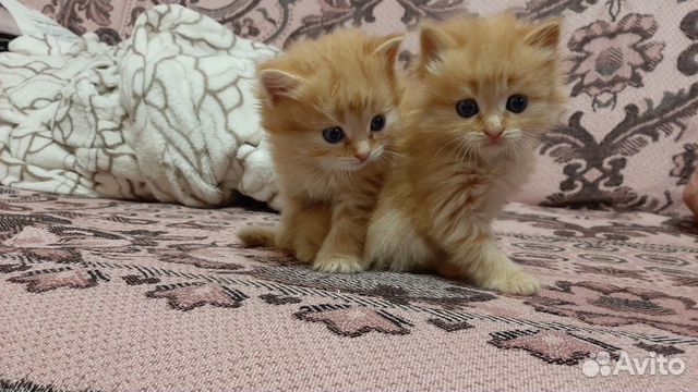Котята