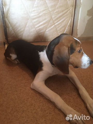 Эстонская гончая