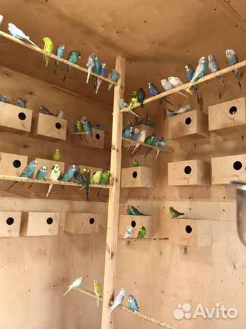 Волнистый попугай