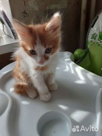 Милый котик. Бесплатно