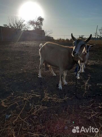 Коза с козочкой и козёл на племя