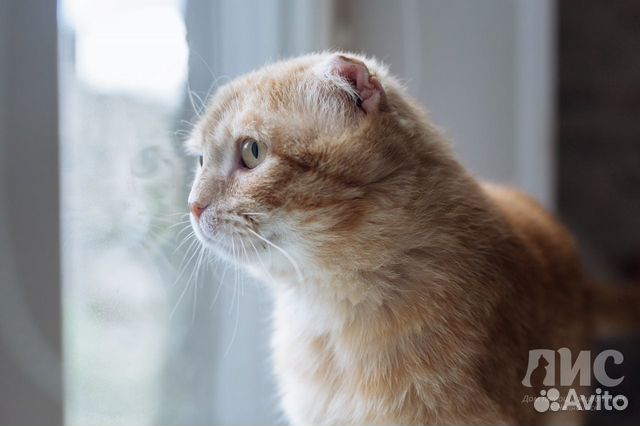 Кот Шеймус