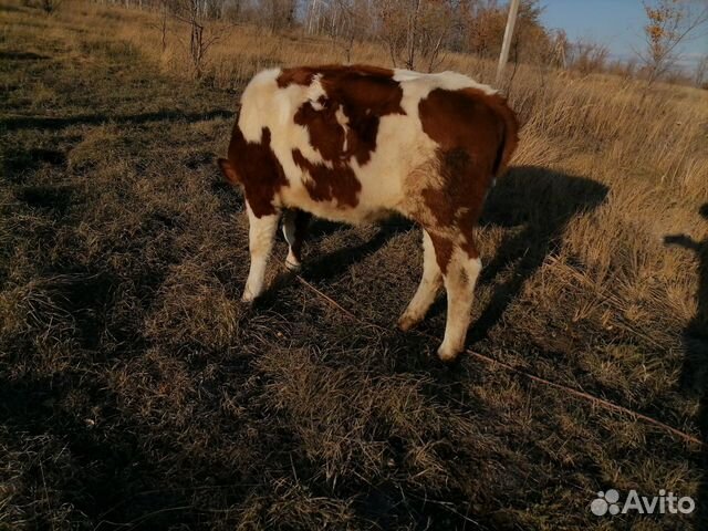 Тёлка симментал