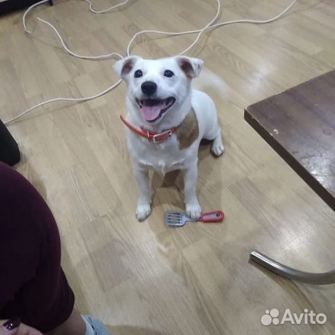 Джек рассел