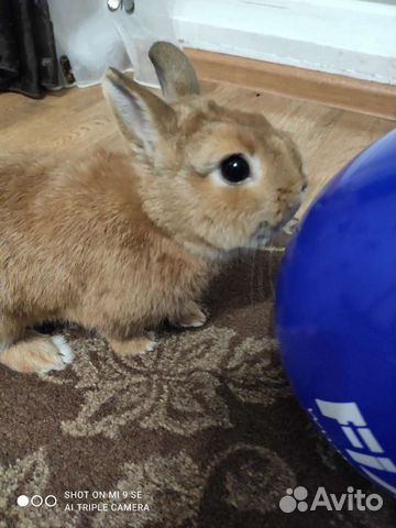 Вязка карликового кролика