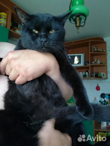 Кот на вязку