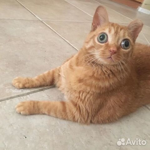 Кошка