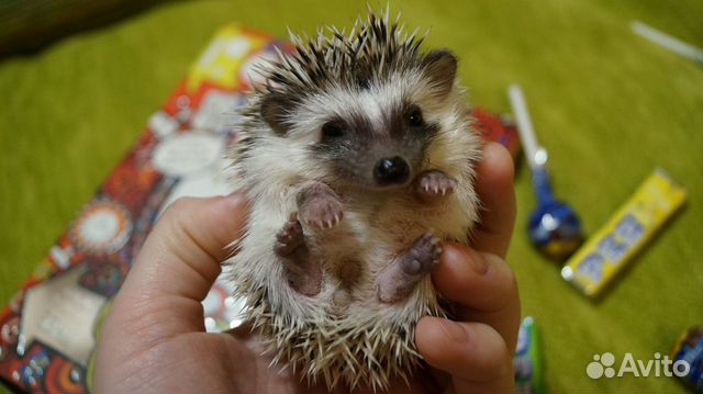 Карликовые африканские ежата от 27.09.2020