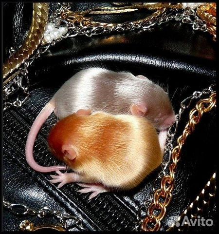 Мышки декоративные