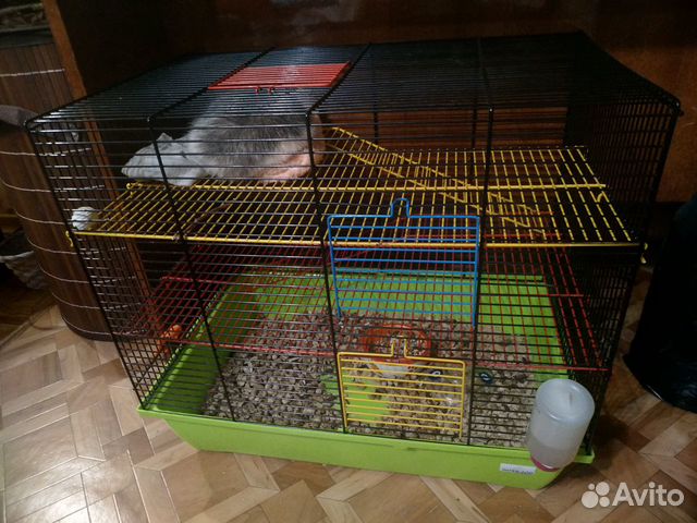 Крыса с клеткой
