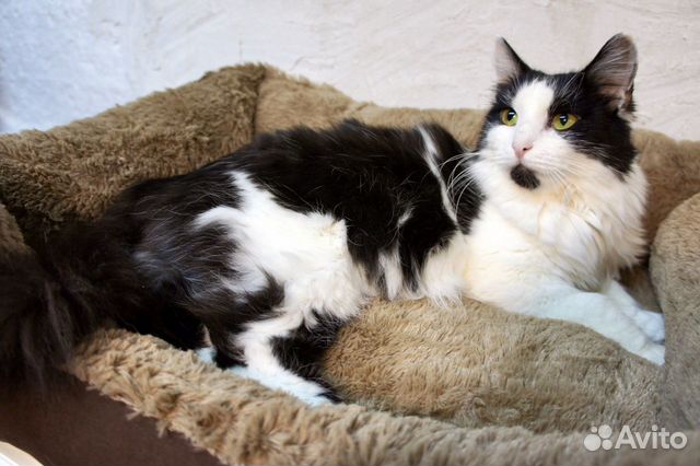 Замуррррчательная Марфа в добрые руки