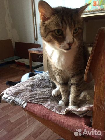 Мурзик 5 лет