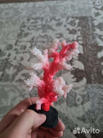 Коралл и медузы