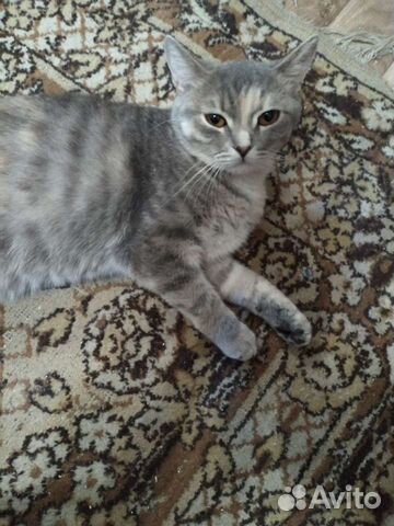 Британская