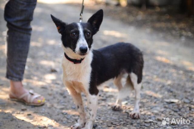 Ищет дом мелкая Собачка Бабочка