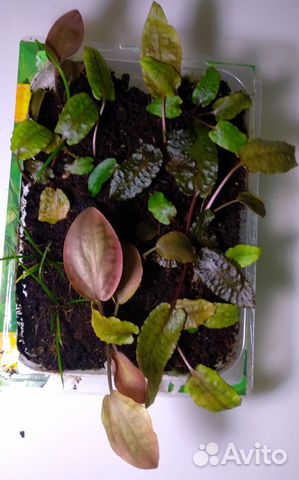 Криптокорина, Лагенандра