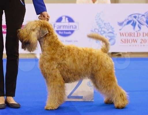 Собаки щенки