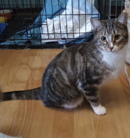 Мраморный красавец 1 год в добрые руки