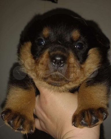 Щенок ротвейлера