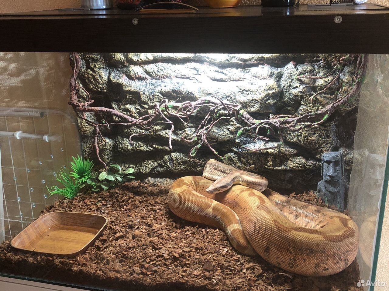 Императорский удав змея