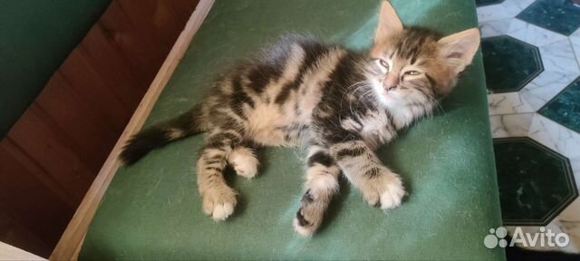 Котёнок Сибиряк