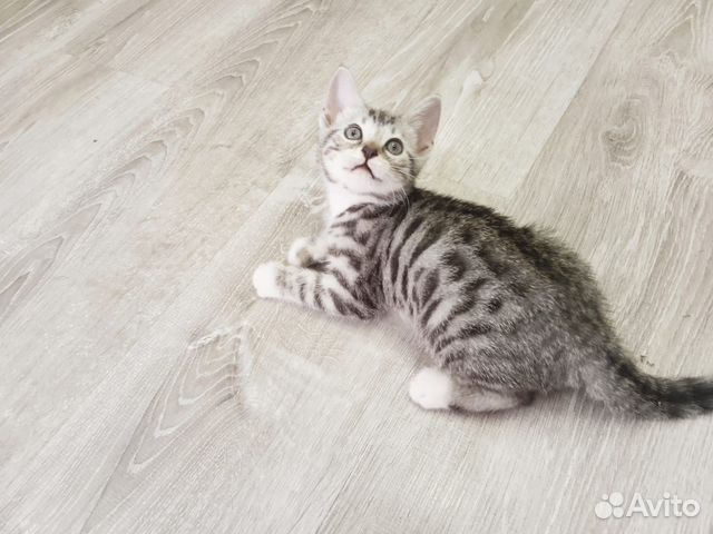 Бенгальские котята