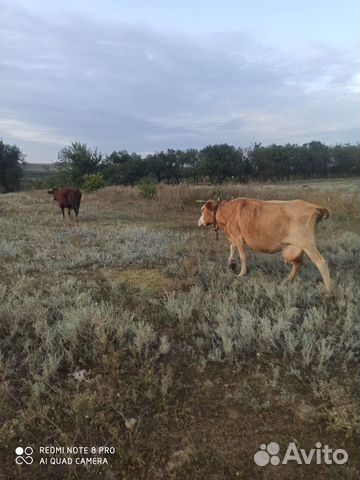 Корова дойная