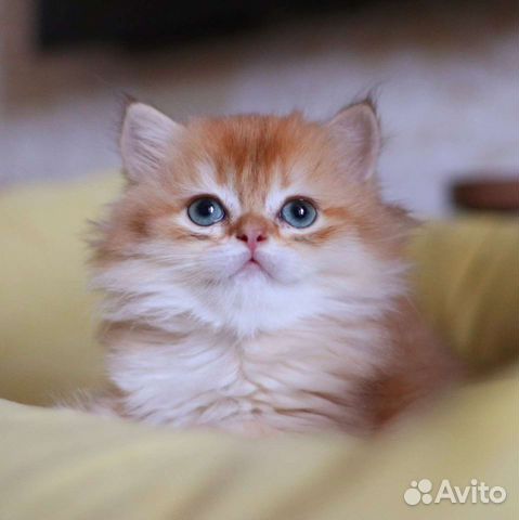 Роскошный котик хайленд by11