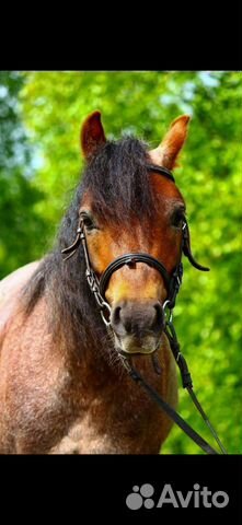 Уэльский пони секции Б