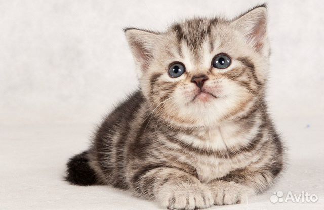 Шотландские котята