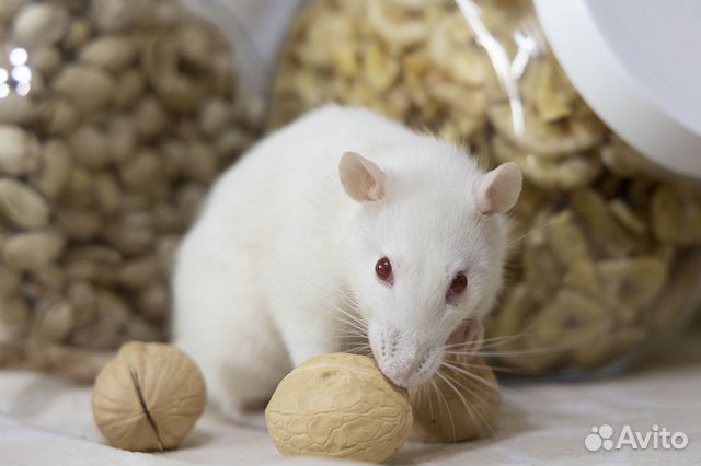 Девочка-альбино ищет дом (Зеленая метка)