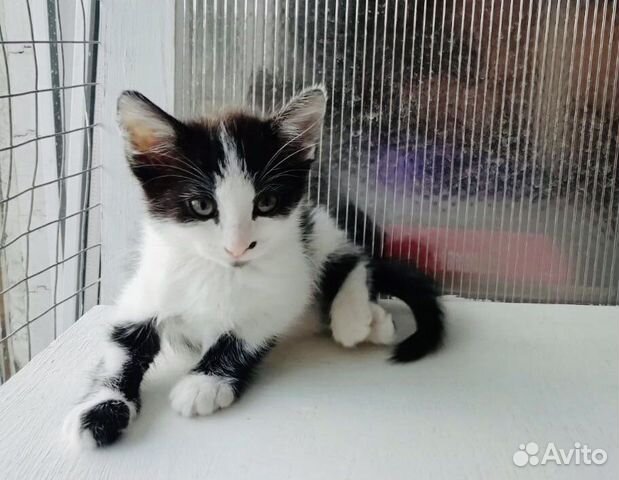 Ласковый малыш котёнок, маленький грузинчик 2 мес