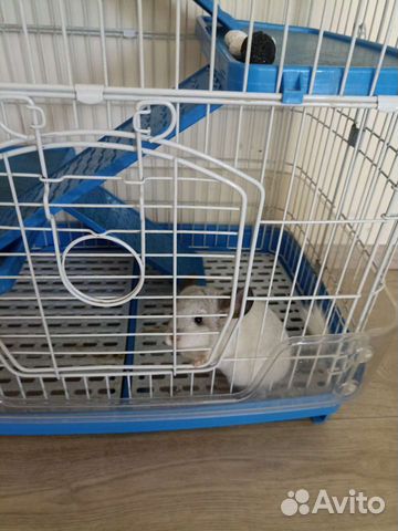 Продаётся белый самец шиншиллы