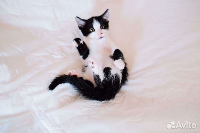 Котёнок спасёныш в добрые руки. Привезу