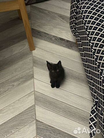 Котëнок в добрые руки