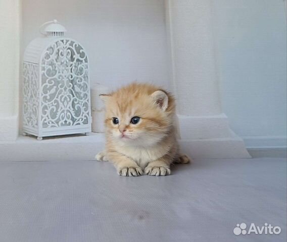 Британский золотой мальчик